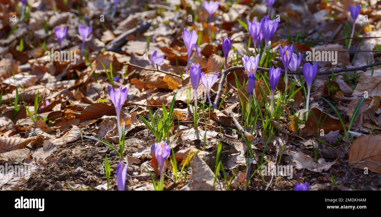 spring flowers in the garden. blooming crocus background Stock Photo ...