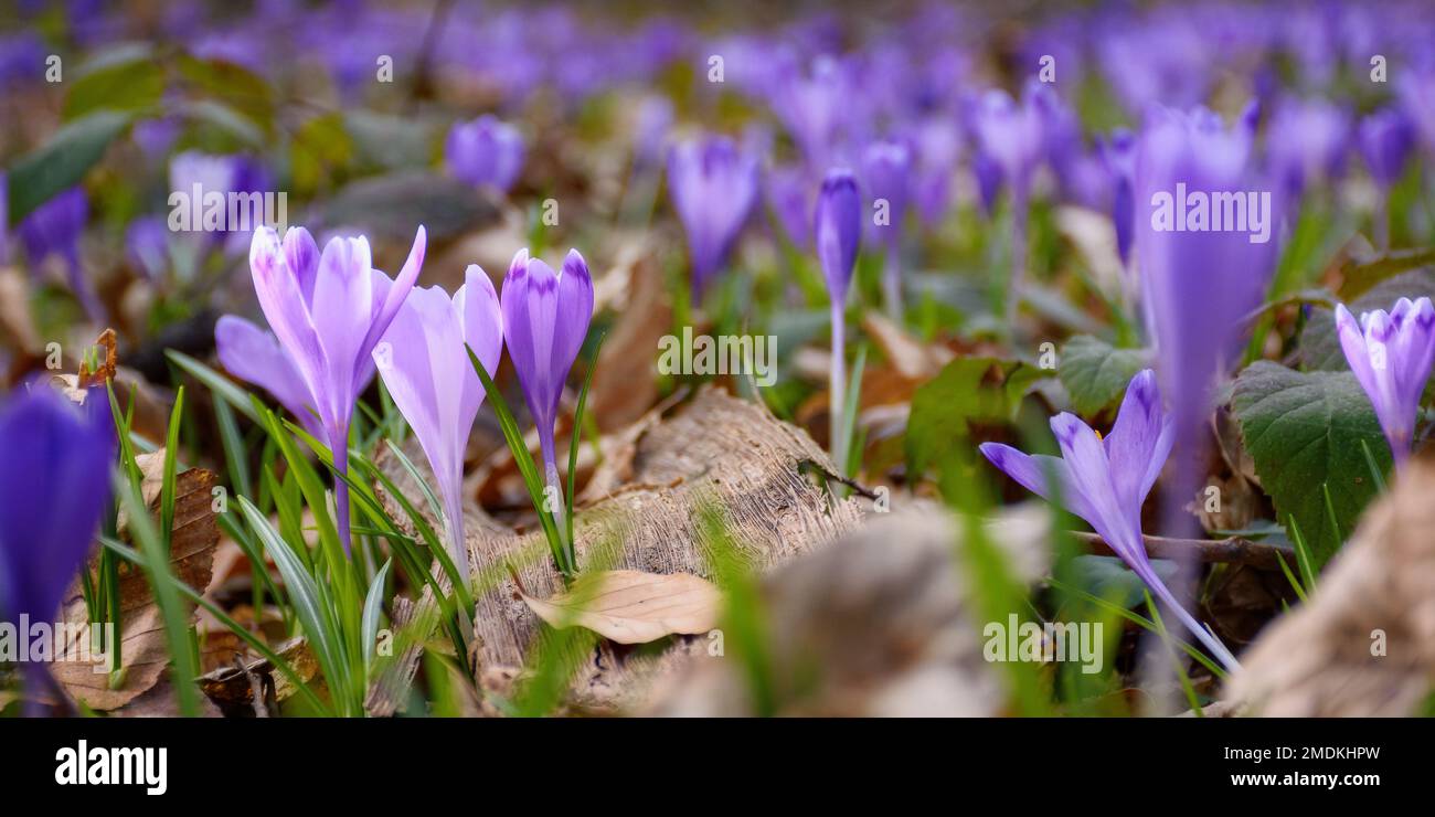 spring flowers in the garden. blooming crocus background Stock Photo ...