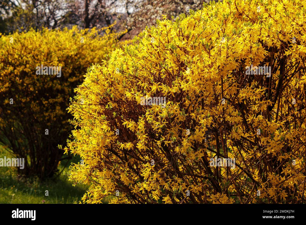 Closeup bright yellow blossom hi-res stock photography and images - Alamy