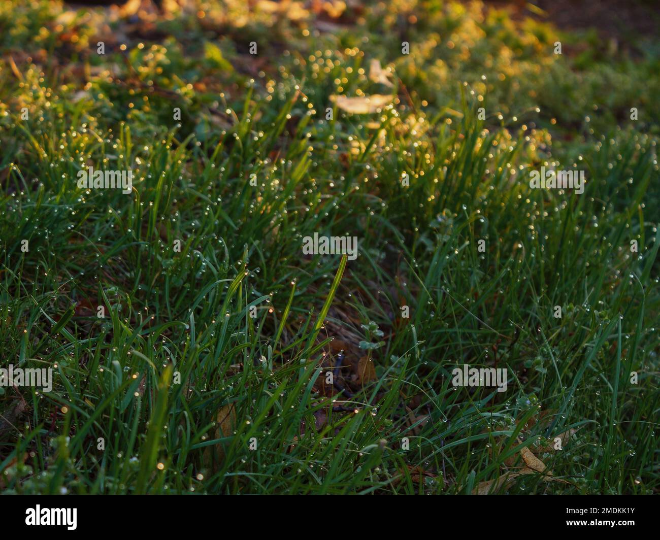 Grass backdrop hi-res stock photography and images - Alamy