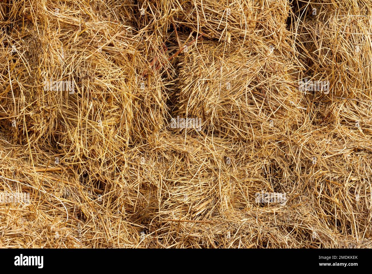 Dry hay for feed of farm animals stored in the barn on the farm Stock ...