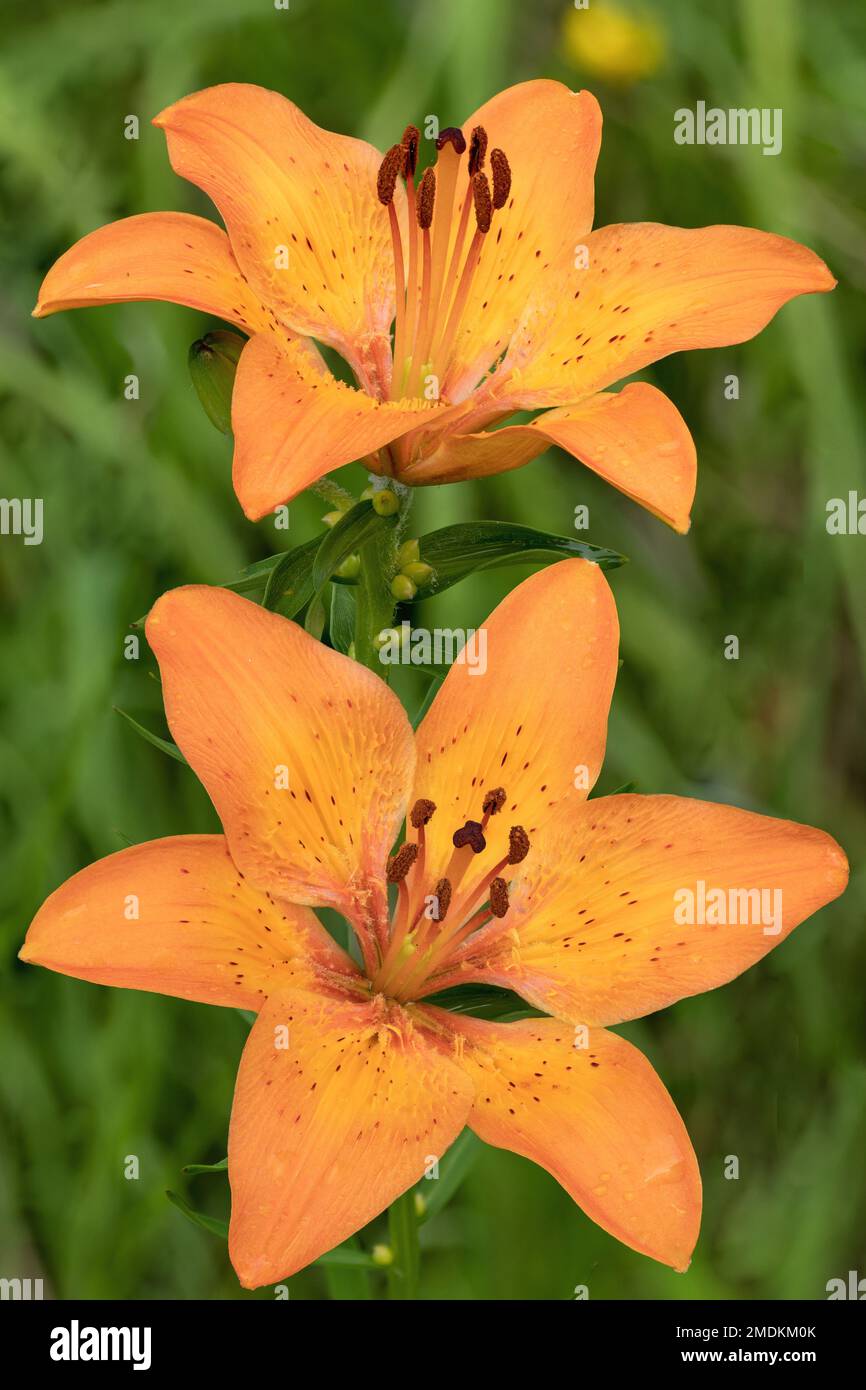 orange lily (Lilium bulbiferum), flowers, Italy, South Tyrol, Dolomites ...