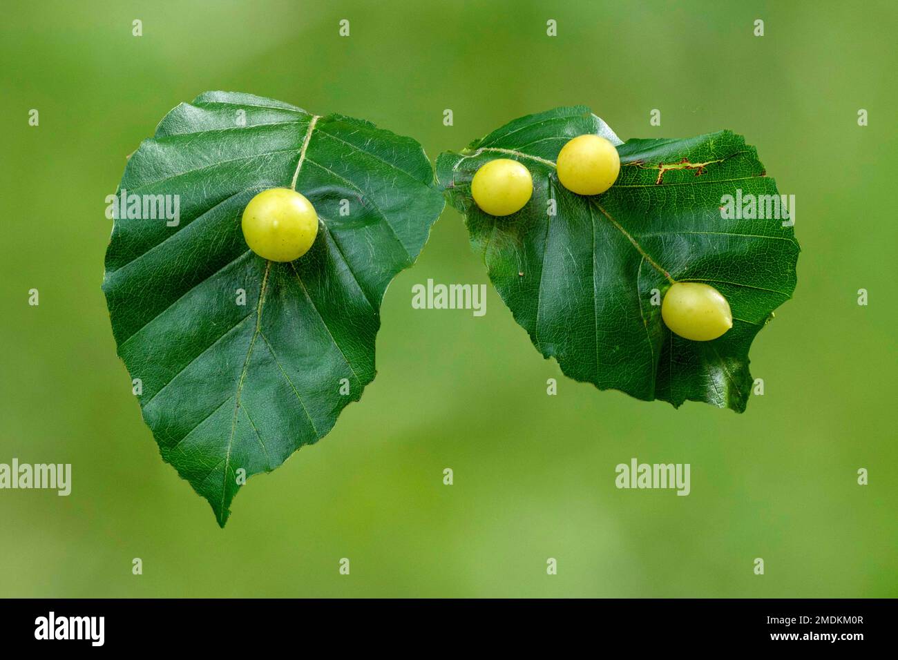 Beech pouch gall midges hi-res stock photography and images - Alamy