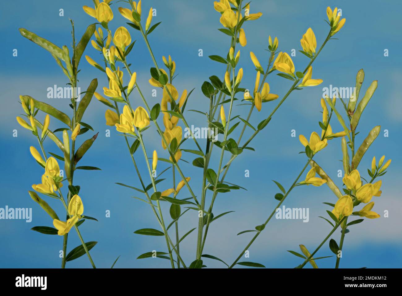 dyer's greenweed, Dyer's greenweed (Genista tinctoria), blooming ...