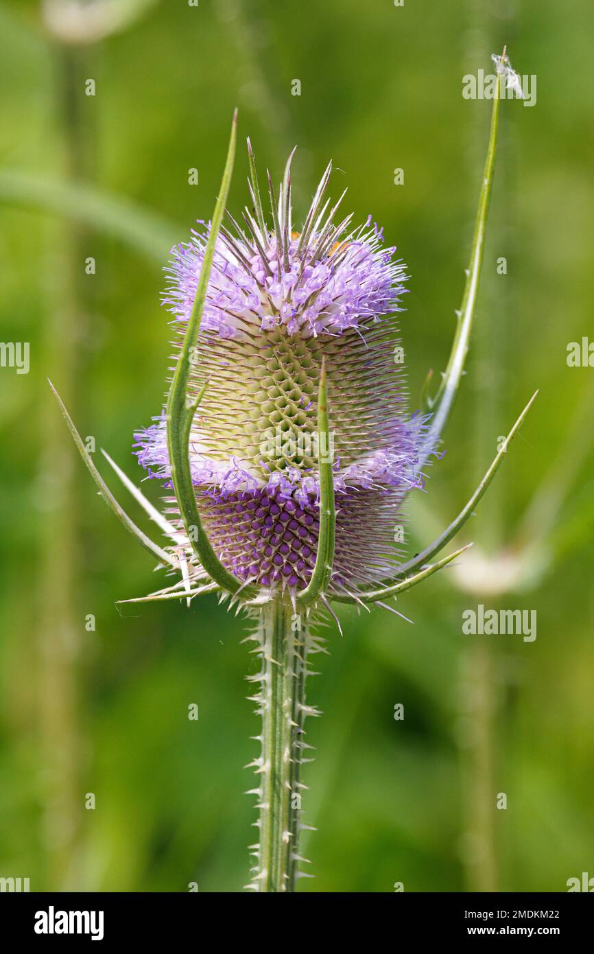 Wild teasel, Fuller's teasel, Common teasel, Common teazle (Dipsacus ...