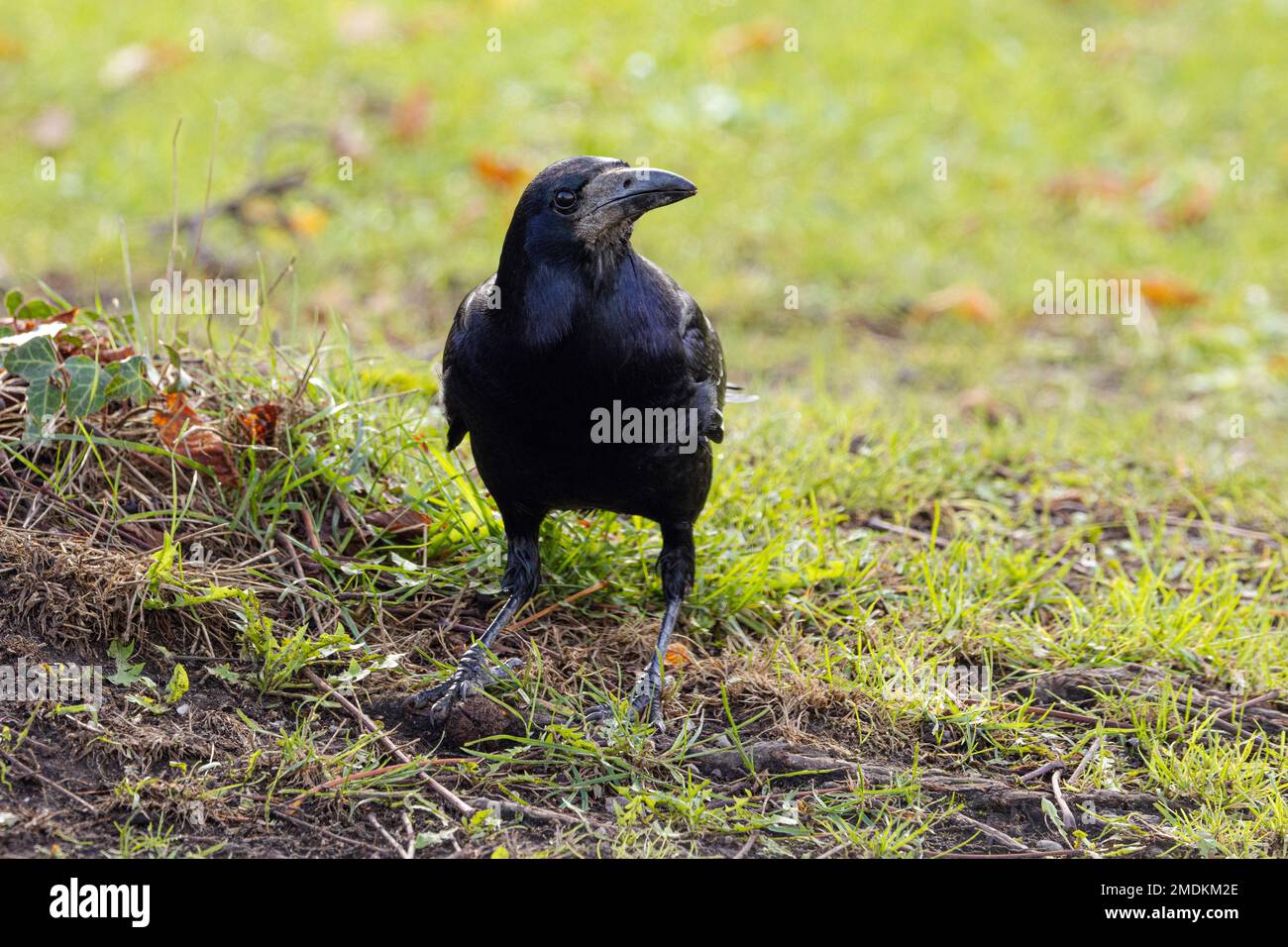 rook (Corvus frugilegus), with walnut under a foot, searching for ...