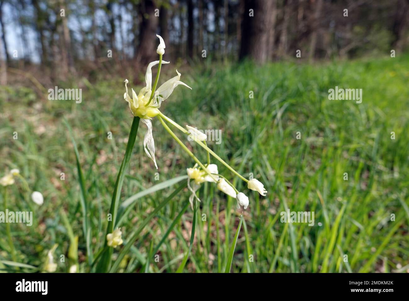 few-flowered leek (Allium paradoxum), blooming, with bulbils in the ...