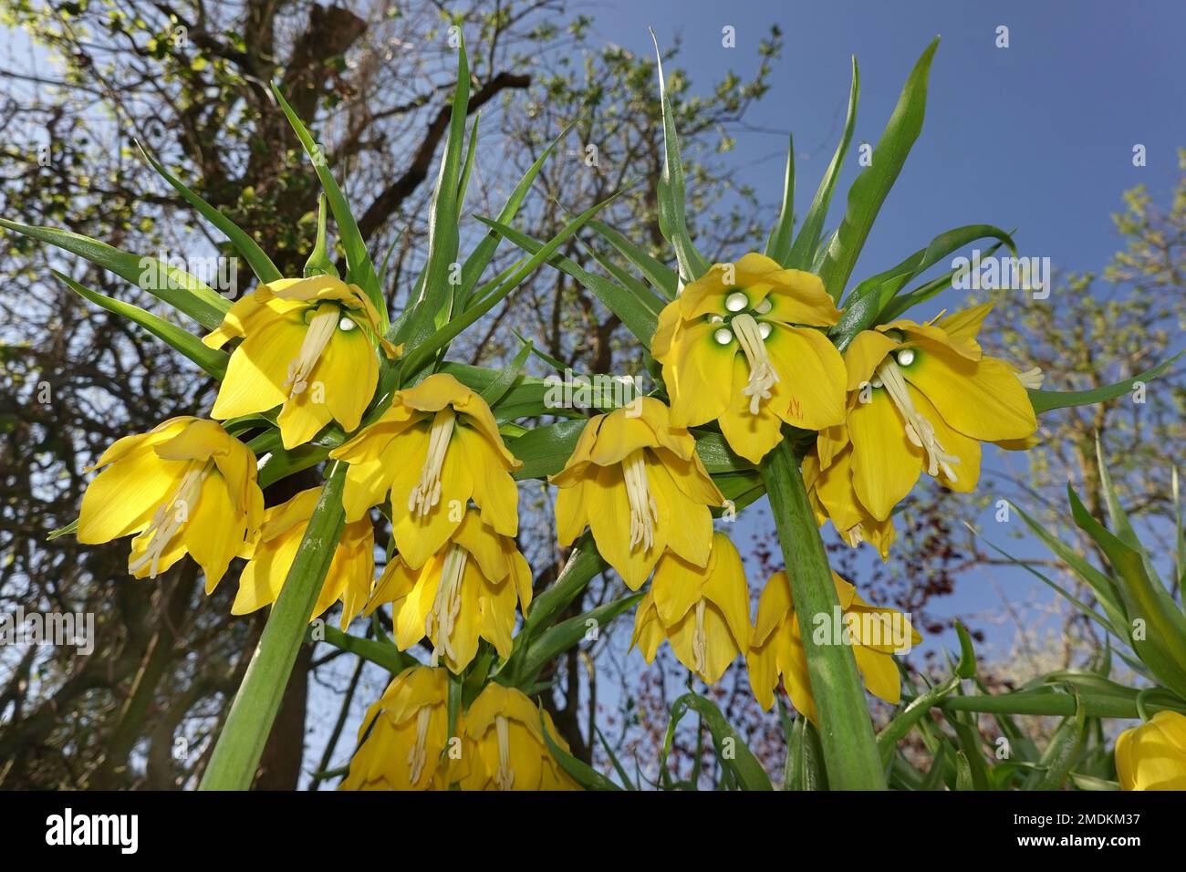 crown imperial lily (Fritillaria imperialis), yellow flowering, Germany ...