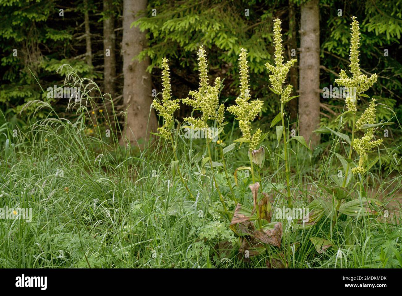 False helleborines hi-res stock photography and images - Alamy