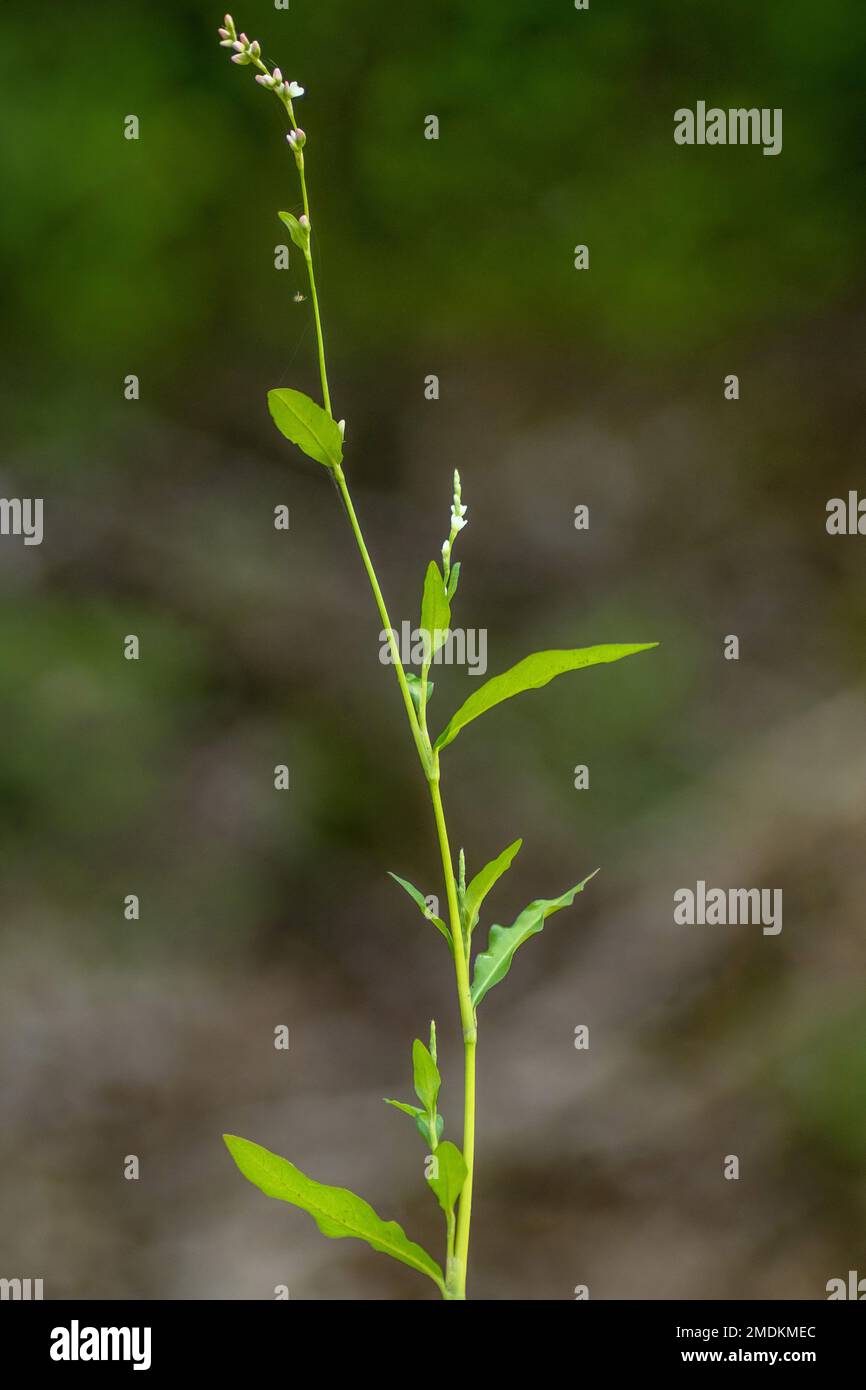 Marsh pepper smartweed hi-res stock photography and images - Alamy