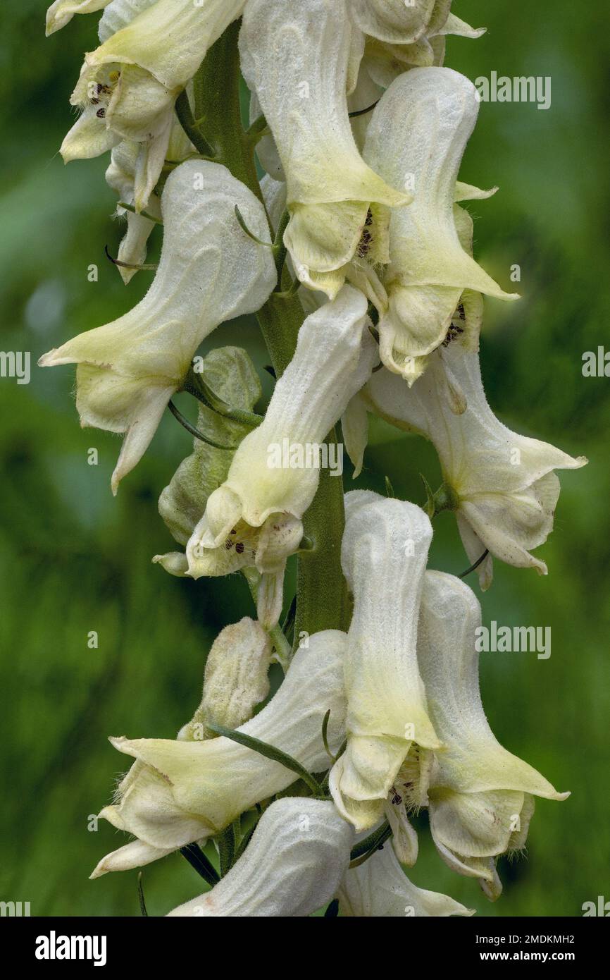 Yellow wolfsbane, Northern Wolfsbane, Monkshood, Wolf's bane (Aconitum ...