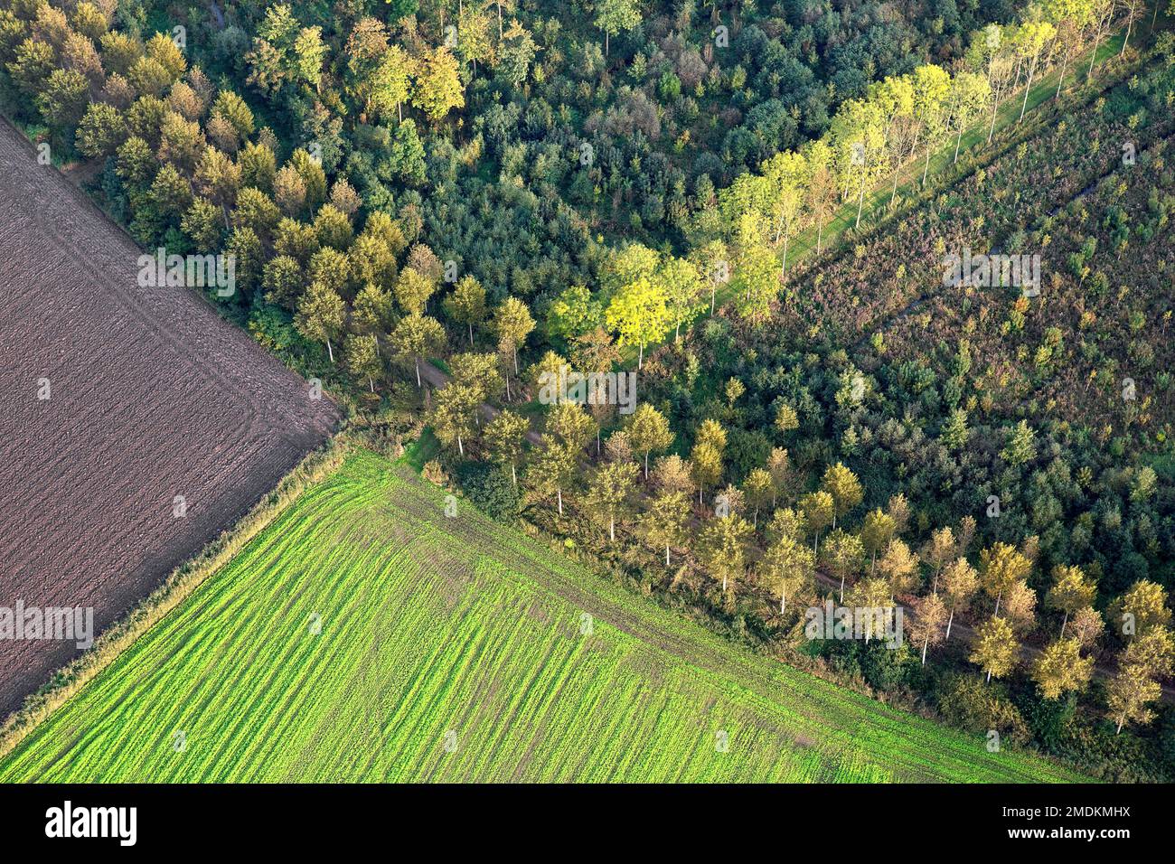 Silviculture hi-res stock photography and images - Alamy