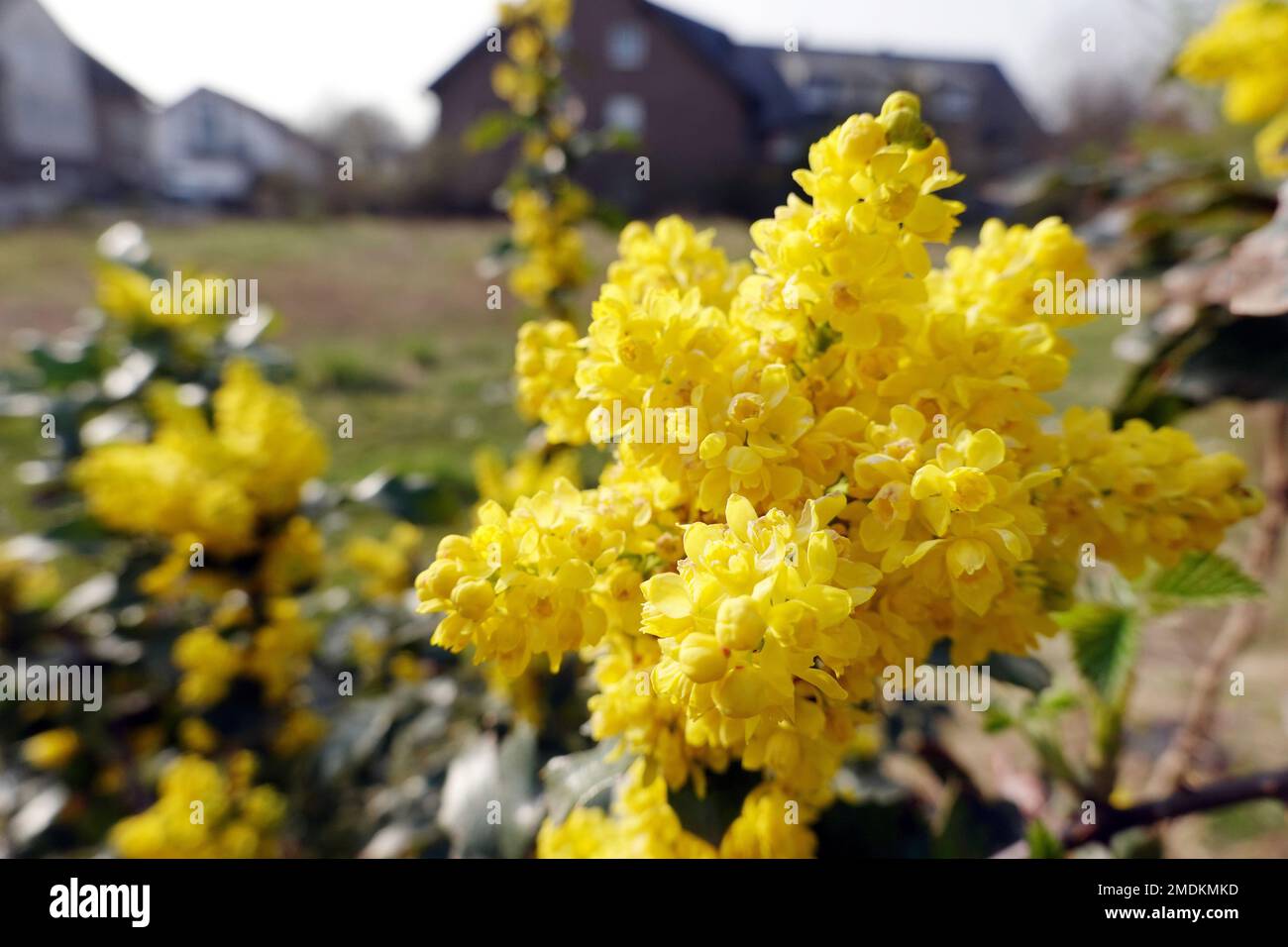 holly-leaf oregongrape, oregon-grape, shining oregongrape, tall ...