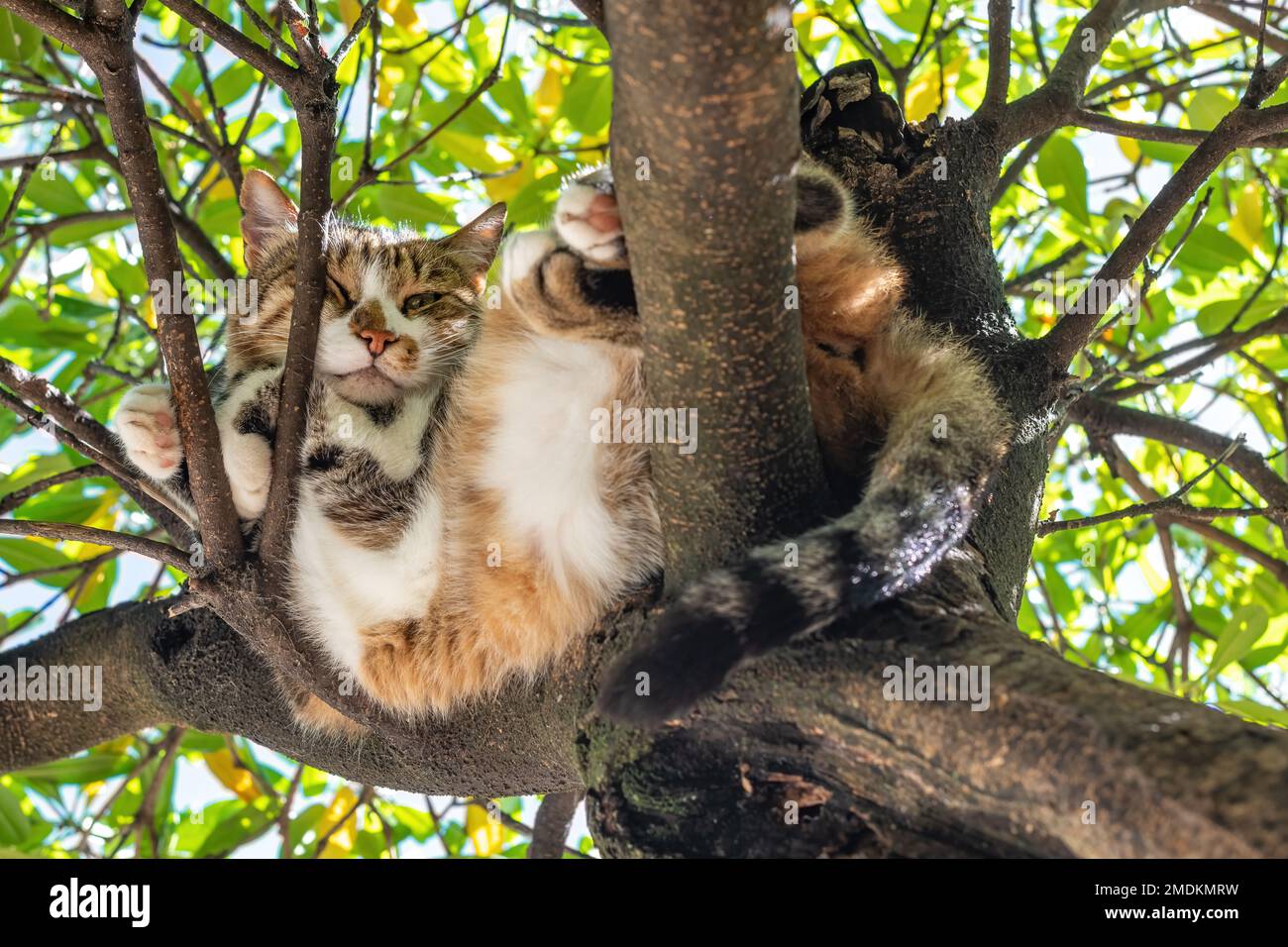 Sleeping on the branch hi-res stock photography and images - Alamy