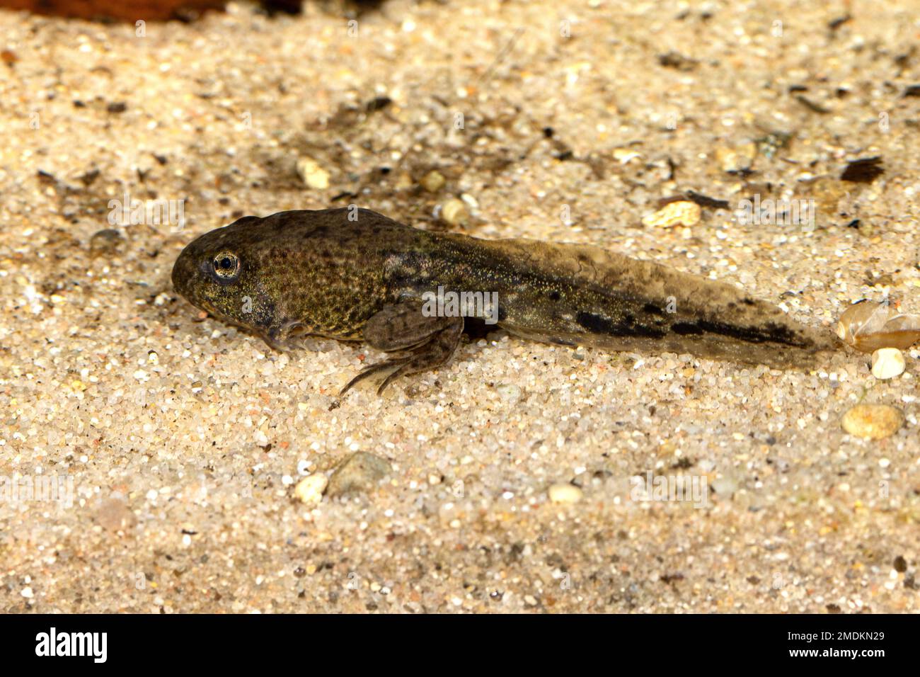 Edible frog tadpoles hi-res stock photography and images - Alamy