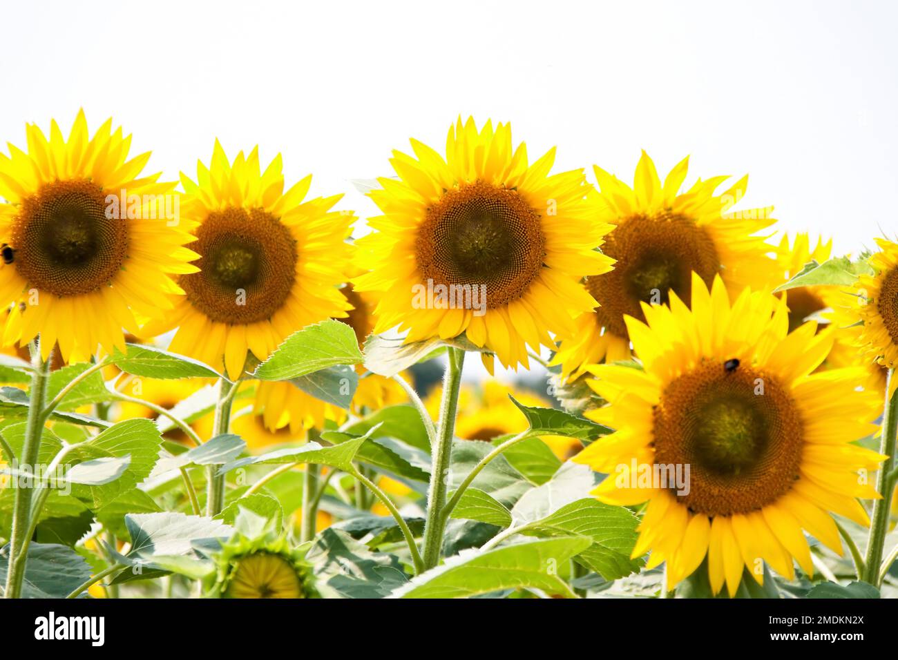 Common Sunflower Helianthus Annuus Sun Flower Field Austria Stock