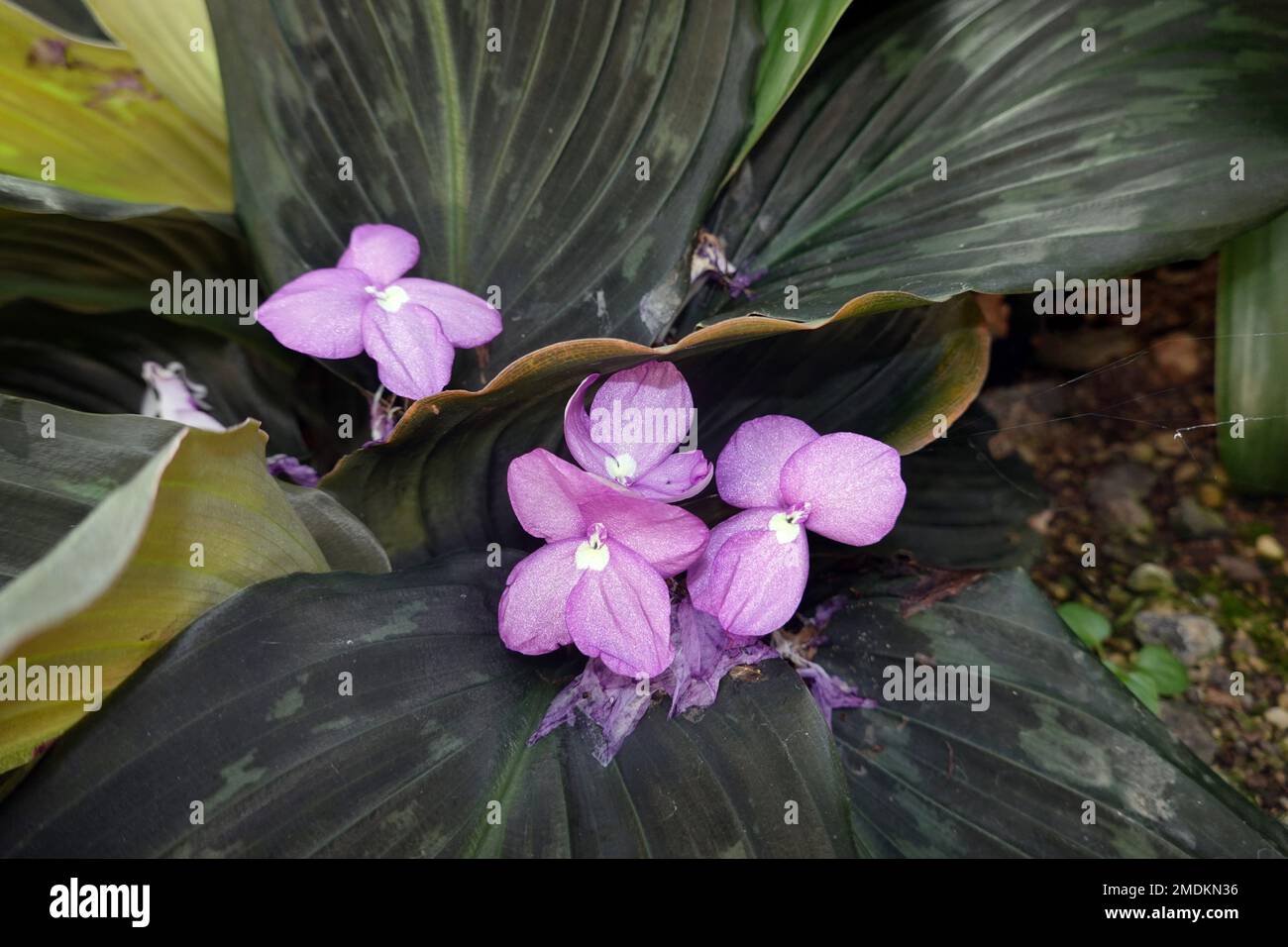 Peacock Ginger (Kaempferia pulchra, Kaempferia elegans), blooming ...
