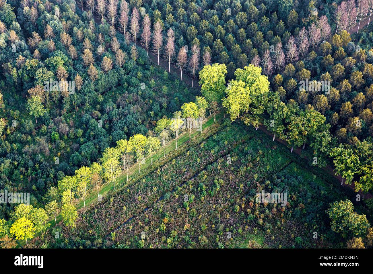 Silviculture hi-res stock photography and images - Alamy