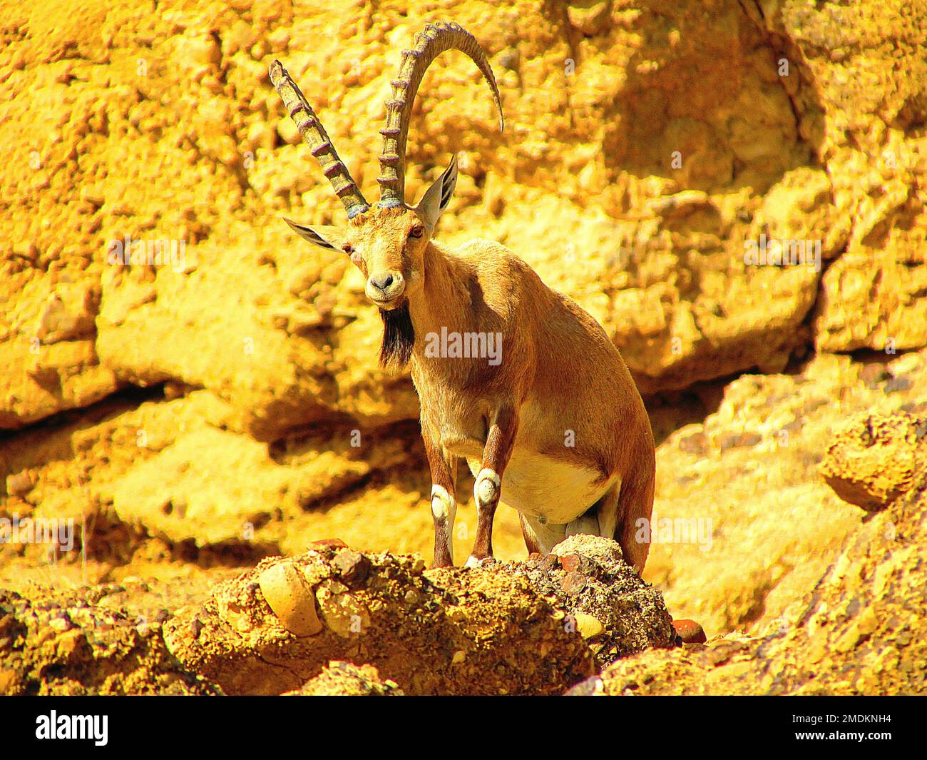 A portrait of an Alpine ibex in the mountains during the golden hour of ...