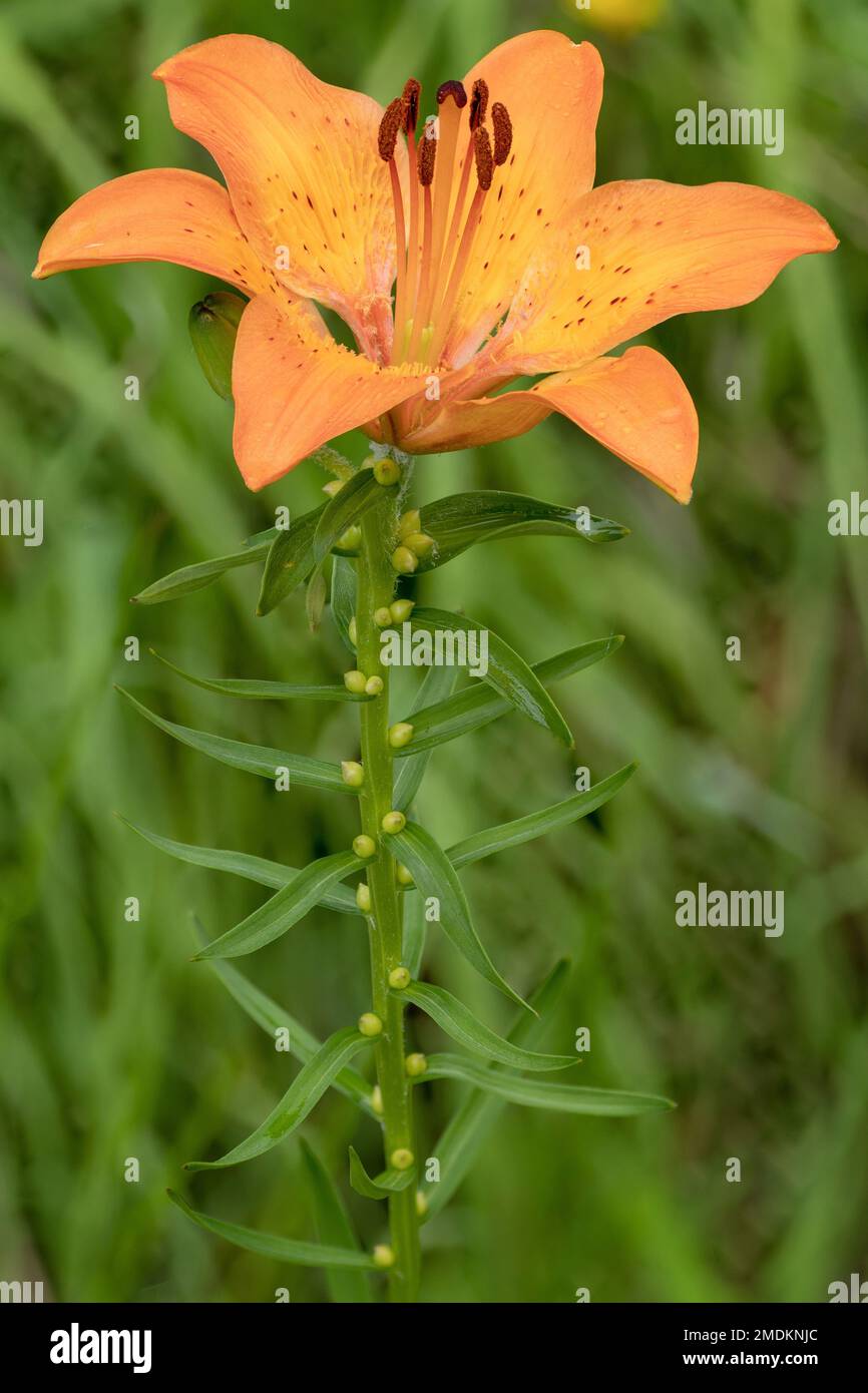 orange lily (Lilium bulbiferum), flower, Italy, South Tyrol, Dolomites ...