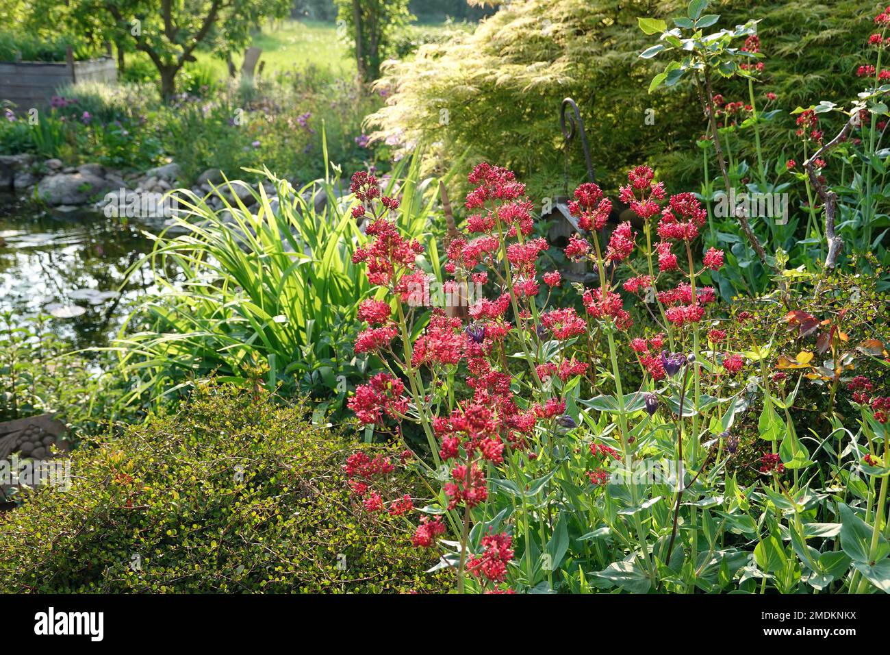 Red valerian, Valerian, Jupiter's beard, Spur valerian (Centranthus ...