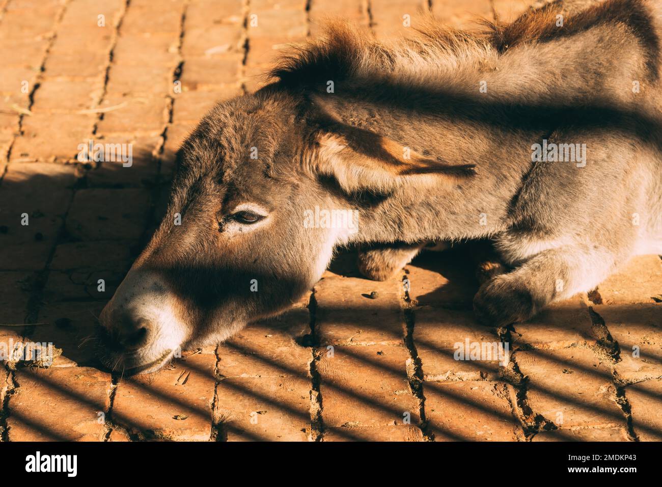 Donkey laying on ground hi-res stock photography and images - Alamy