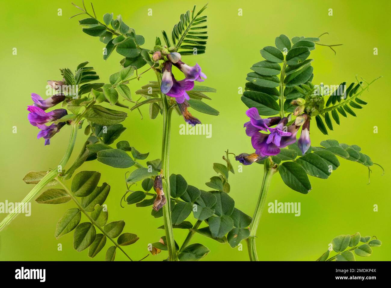 bush vetch (Vicia sepium), blooming, Germany, Bavaria, Murnauer Moos ...