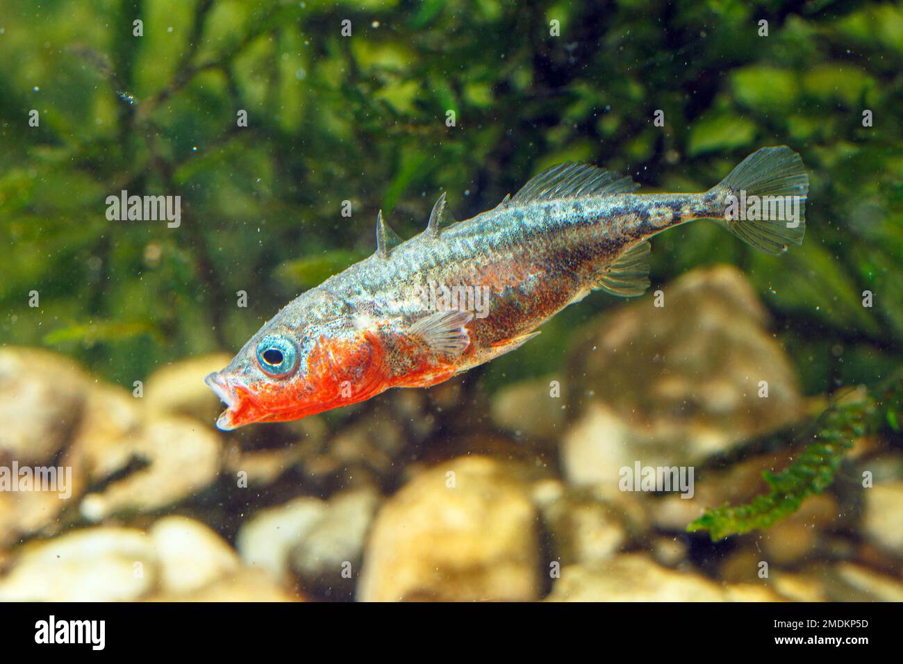 three-spined stickleback (Gasterosteus aculeatus), male with nuptial ...