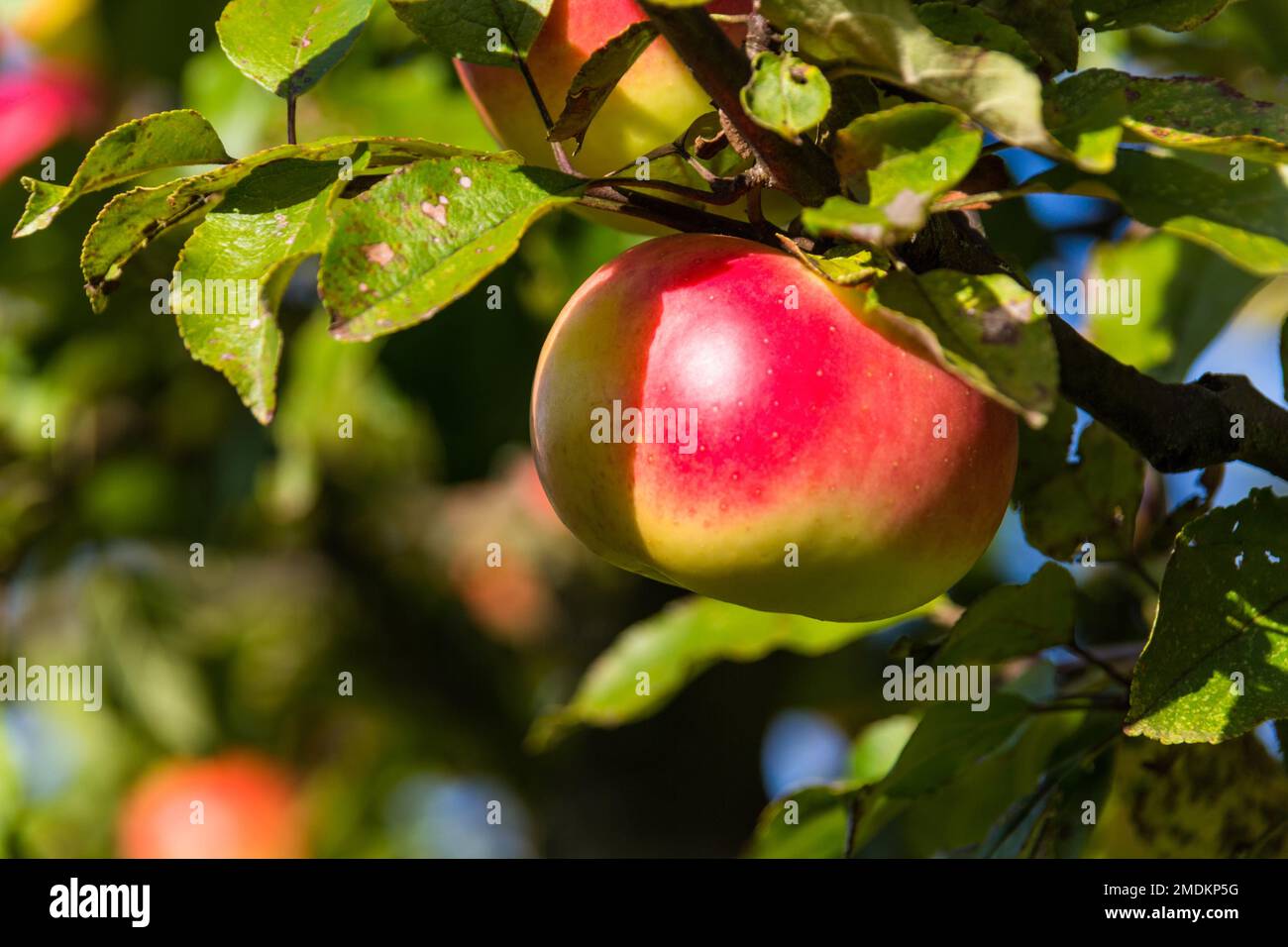 apple tree (Malus domestica), red apple on a tree, Austria Stock Photo ...