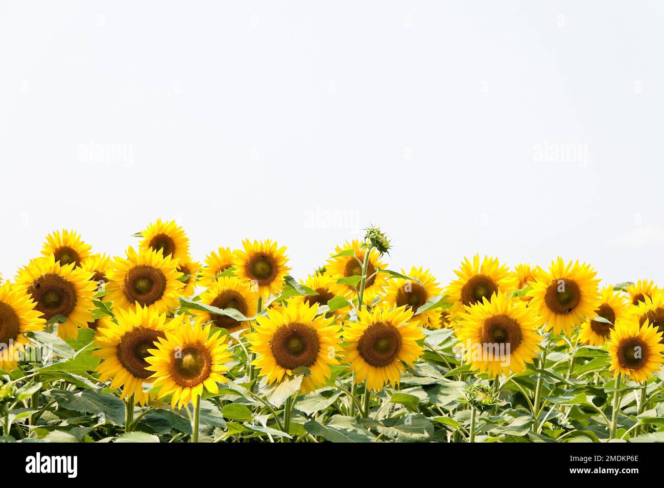 Common Sunflower Helianthus Annuus Sun Flower Field Austria Stock