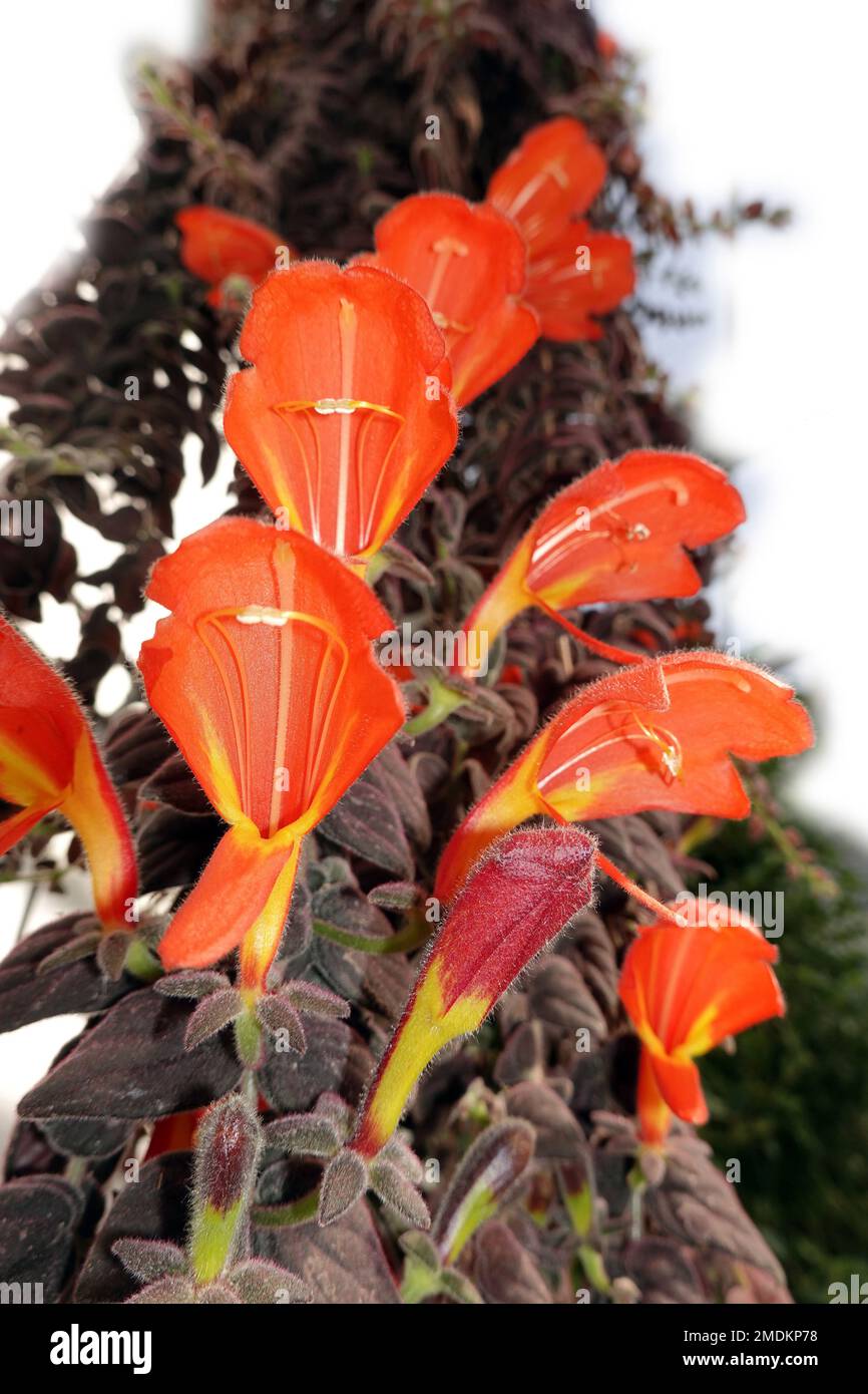 Columnea gloriosa plant hi-res stock photography and images - Alamy