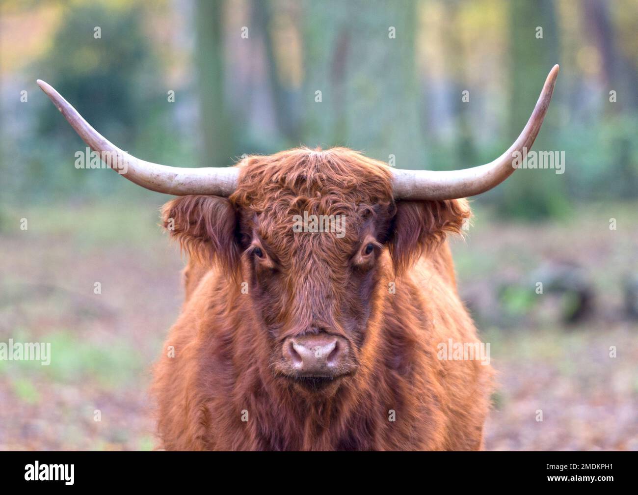 A portrait of a fluffy Highland cattle in the forest Stock Photo - Alamy