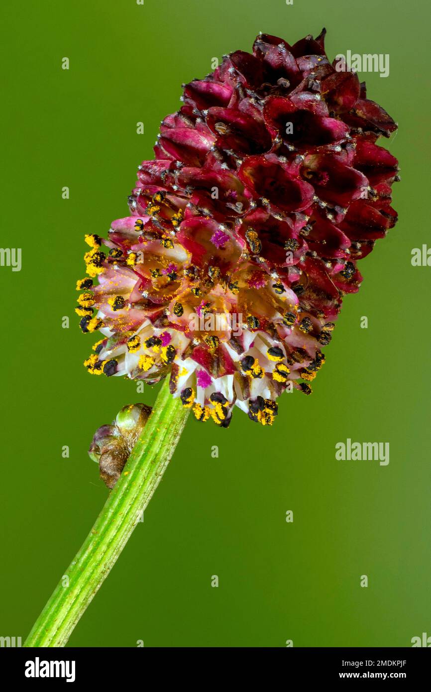 Great burnet (Sanguisorba officinalis, Sanguisorba major ...