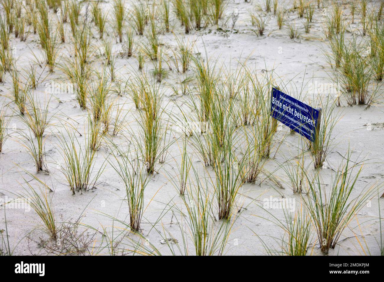 beach grass, European beachgrass, marram grass, psamma, sea sand-reed ...