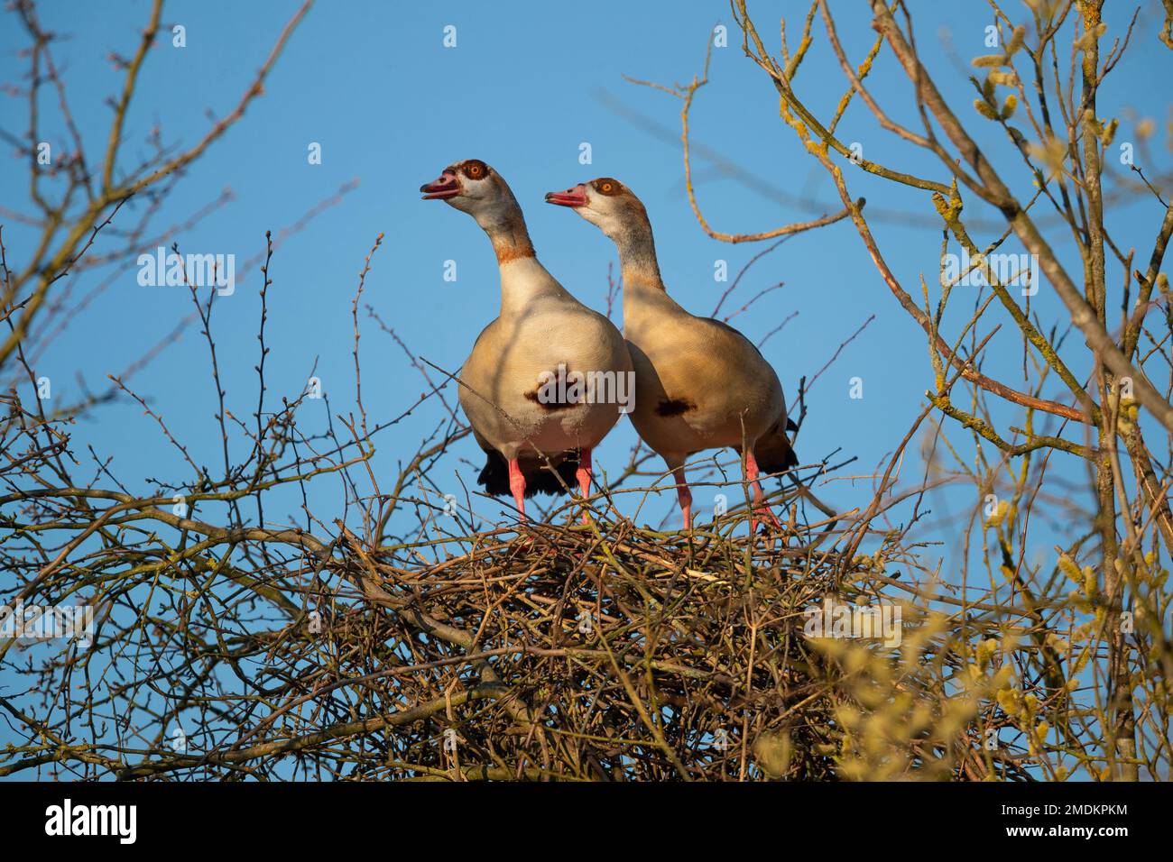 Egyptian goose (Alopochen aegyptiacus), breeding couple on its nest in ...
