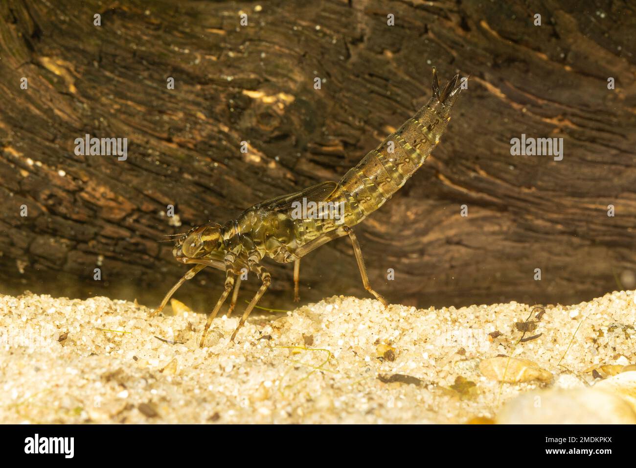 blue-green darner, southern aeshna, southern hawker (Aeshna cyanea ...