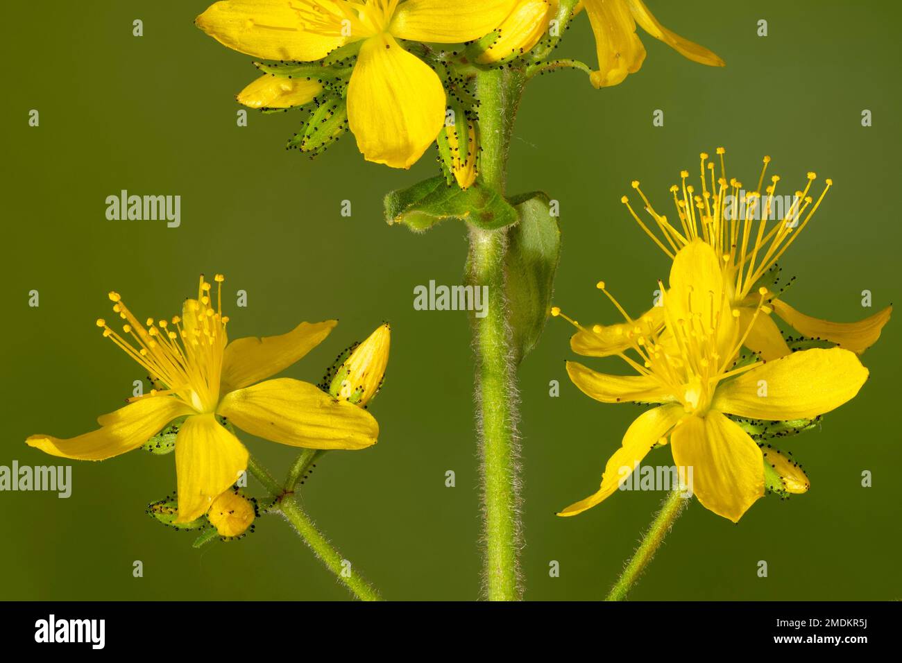 Hairy st johns worts hi-res stock photography and images - Alamy