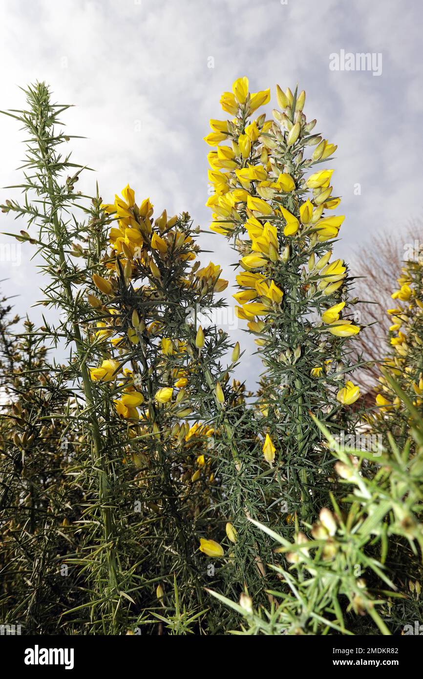 Gorse blooms hi-res stock photography and images - Alamy