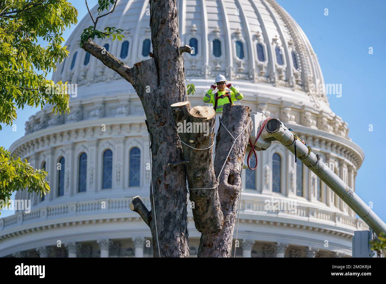 A dead Elm tree is carefully removed on the West Front of the Capitol ...