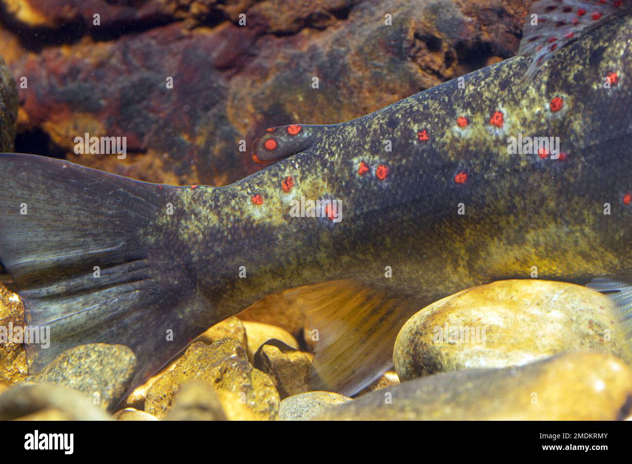 brown trout, river trout, brook trout (Salmo trutta fario), in camo ...