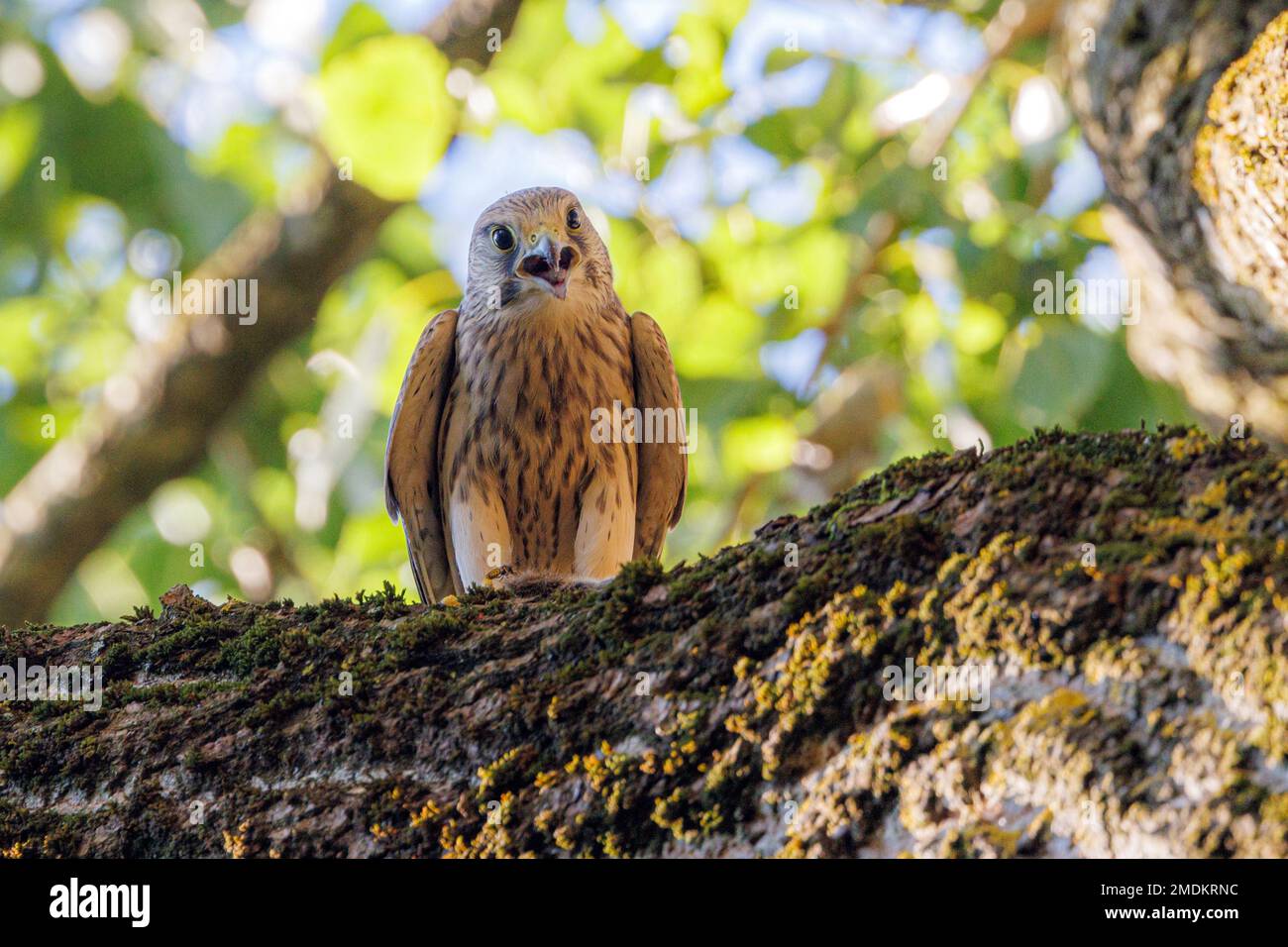 European Kestrel, Eurasian Kestrel, Old World Kestrel, Common Kestrel ...