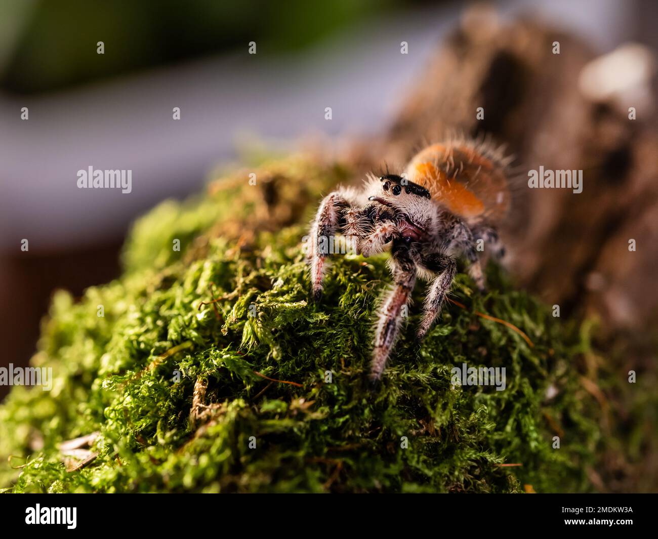 Close up portrait of Tarantula spider. Big hairy Arachnida on green ...