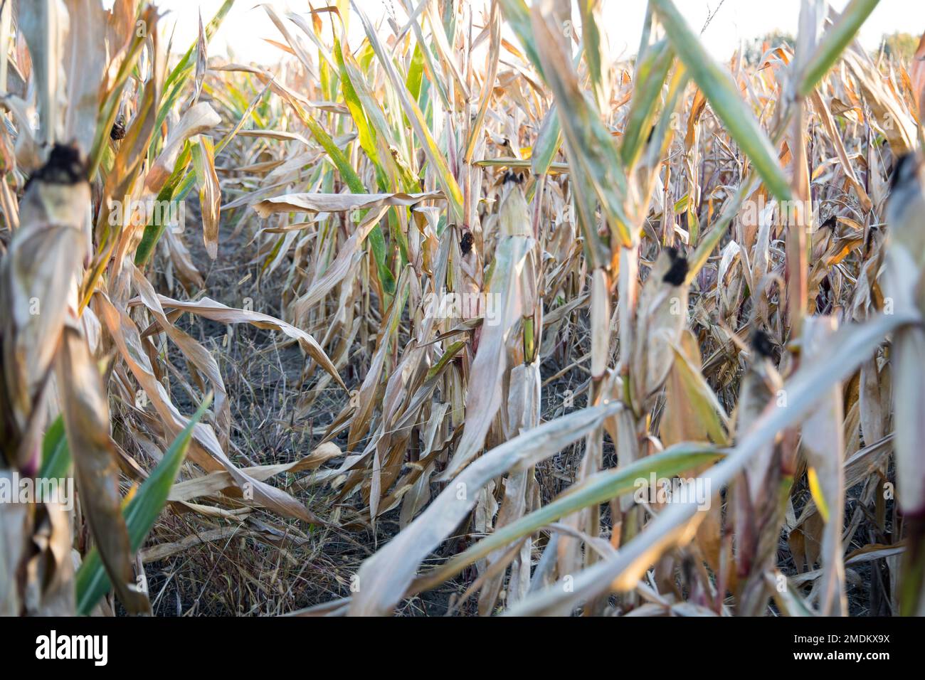 Yellowish corn field at the end of summer Stock Photo - Alamy
