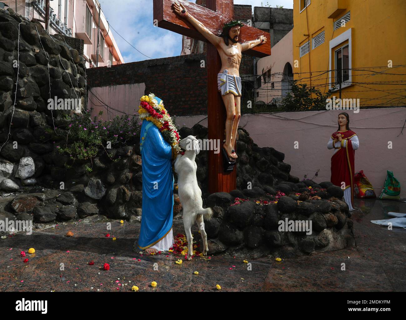 A goat feeds on a flower garland that was placed on a statue of Mother ...