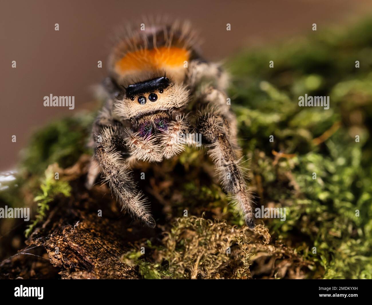 Close up portrait of Tarantula spider. Big hairy Arachnida on green ...