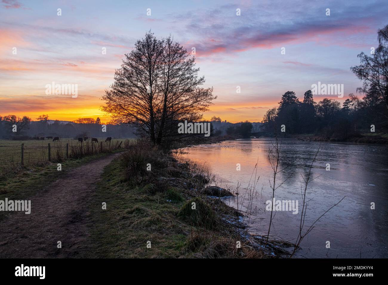 Geese pond on farm hi-res stock photography and images - Alamy