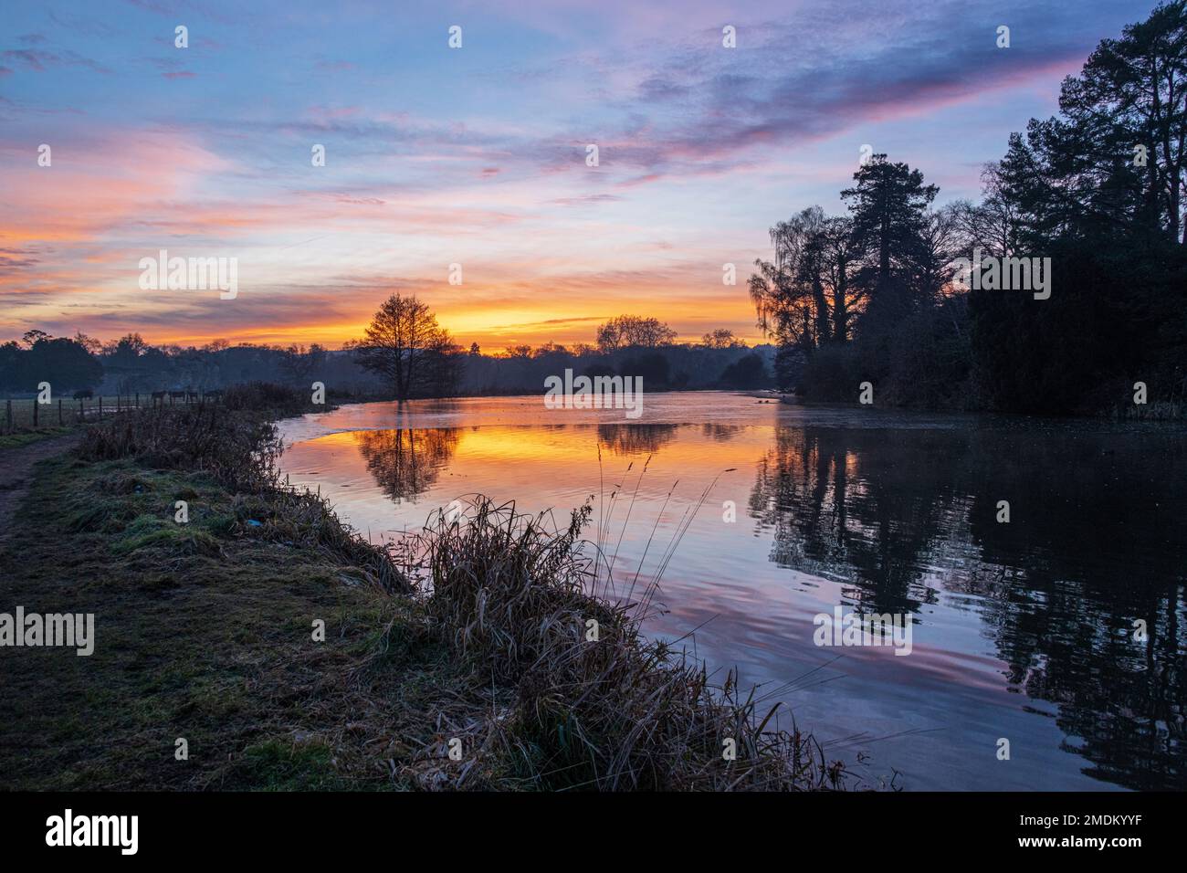 Geese pond on farm hi-res stock photography and images - Alamy