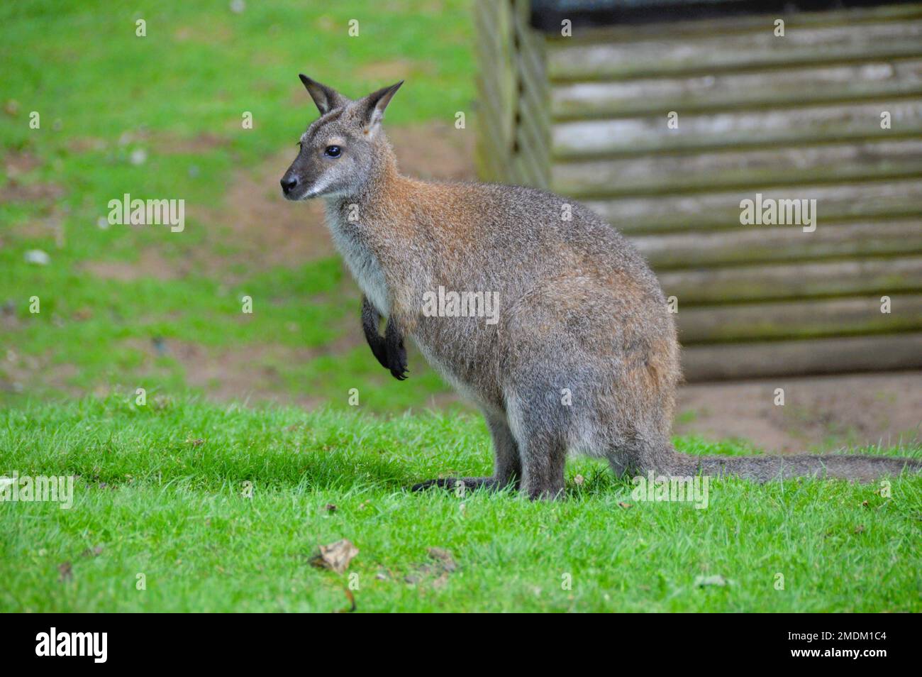 A beautiful view of a kangaroo at the zoo Stock Photo - Alamy