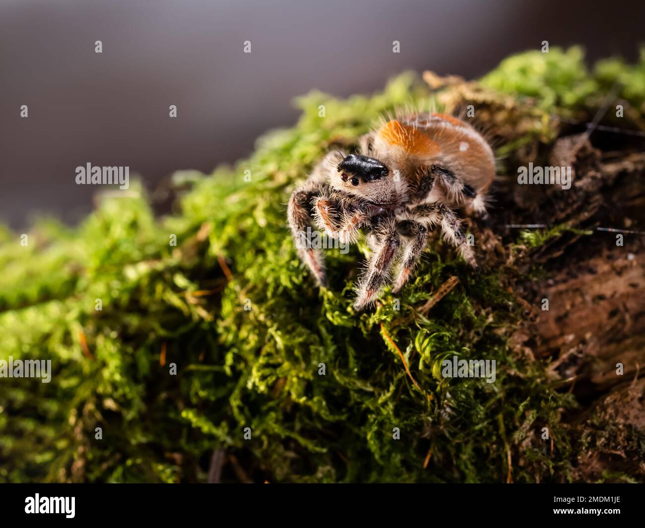Close up portrait of Tarantula spider. Big hairy Arachnida on green ...