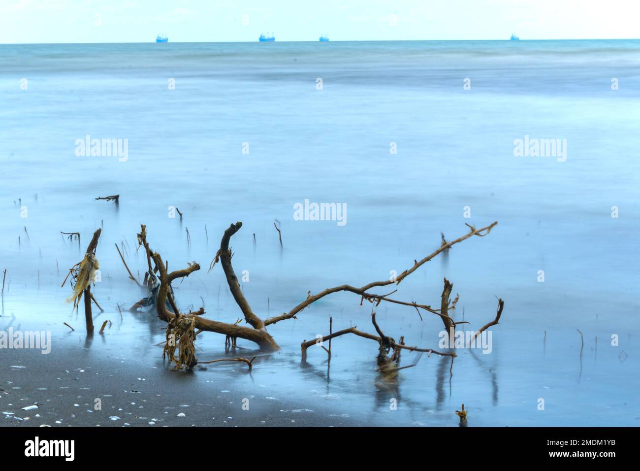 Drift wood branch on the beach of Semarang, Indonesia Stock Photo - Alamy